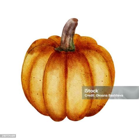 호박 과즙이 많은 오렌지 과일과 함께 가을 수채화 그림 수채화로 그려진 손 흰색 배경에 고립되어 있습니다 인쇄 티셔츠 인쇄 카드 디자인 0명에 대한 스톡 벡터 아트 및 기타