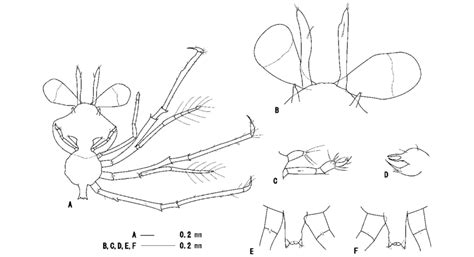 Phyllosoma Larva Of Scyllarus Bicuspidatus Crenarctus Bicuspidatus