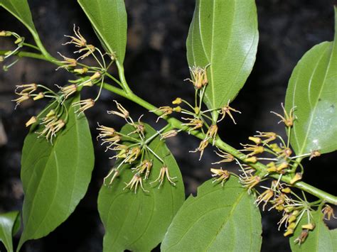 Goupia Glabra Alchetron The Free Social Encyclopedia