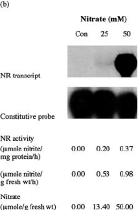 A Distribution Of Total Nitrate Reductase Transcript Nitrate Download Scientific Diagram