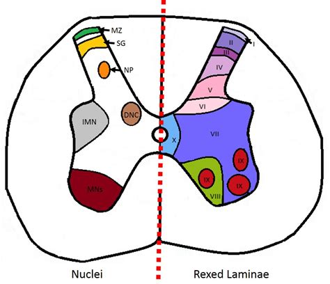 Rexed Laminák Diagram Quizlet