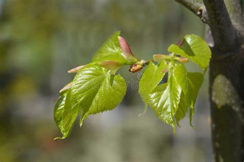 Small Leaved Lime Stock Image Image Of Smallleaved 280998671