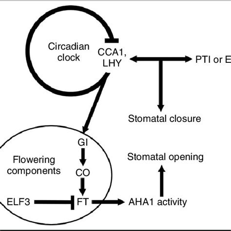 Circadian And Flowering Components Involved In Stomatal Immunity