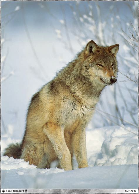 Fafnir Scan Wolves Series1 Display Full Image