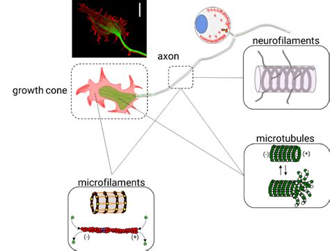 Main Elements Of The Neuronal Cytoskeleton The Neuronal Cytoskeleton