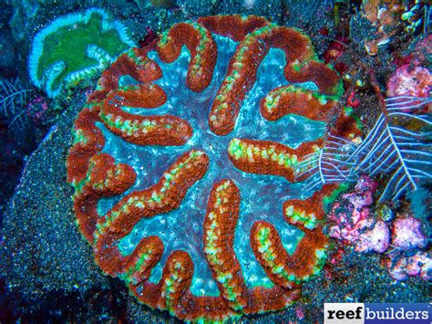 This Is What A True Rainbow Symphyllia Looks Like Reef Builders The Reef And Saltwater