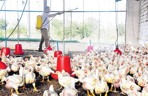 బర్డ్‌ఫ్లూతో జాగ్రత్త Beware Of Bird Flu