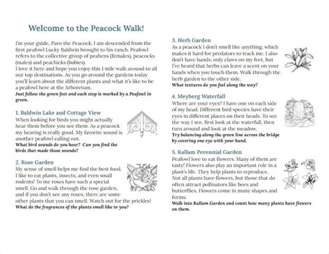 Peacock Walking Trail The Arboretum