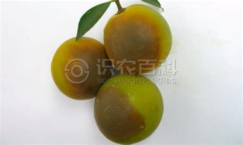 每日一病柑橘疫菌褐腐病 每日頭條