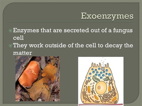 The Fungus Kingdom Chapter Ppt Download