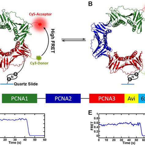 Single Molecule Fret System For Sso Pcna Conformational Dynamics A Download Scientific