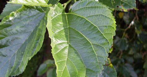桑の葉の効果・効能について教えてしんぜよう！ 青汁モンゴル