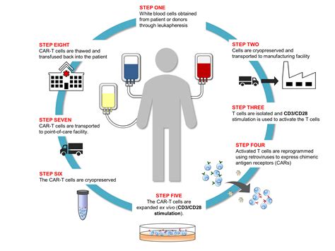 Gene Therapy Process Steps An Introduction To Cell And Gene Therapy
