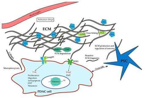 The Extracellular Matrix And Pancreatic Cancer A Complex Relationship
