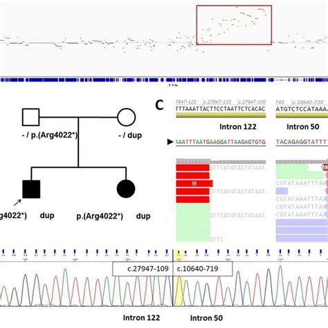Schematic Representation Of Dmd Exons Gene And Main Protein Isoforms A