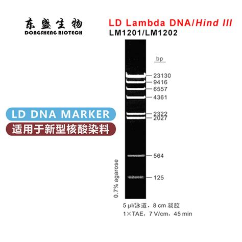 Ld λ Dna Lambda Dnahindiii Dna Marker Lm1201lm1202 广州东盛生物科技有限公司