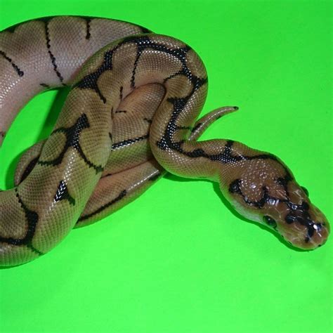 Clown Spider Ball Python Hatchling