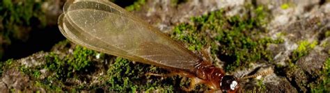 Timothy Stiles On Linkedin Ufifas Termite Scientists Confirm First