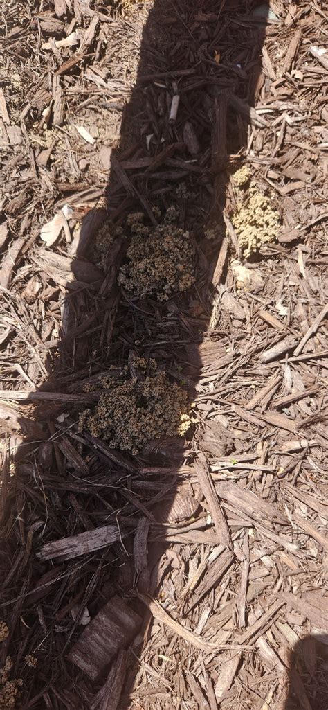 Help With Digger Bees Rpestcontrol