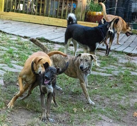 Dog For Adoption Brando Loves Belly Rubs A Catahoula Leopard Dog
