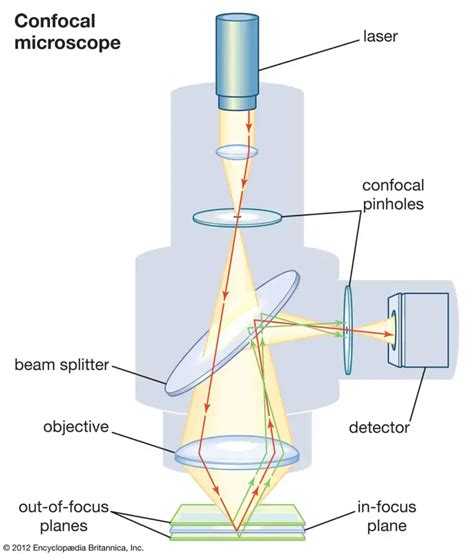 Types Of Microscopes With Definitions Principle Uses Labeled
