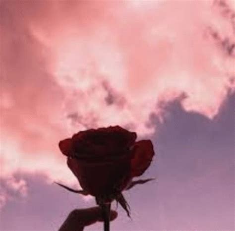 Rose Meme Rose Discover And Share S
