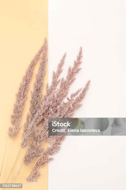 천연 베이지 색 배경에 팜파 잔디의 패니클 텍스트 공간이있는 말린 꽃의 귀가있는 수직 투톤 배경 평평한 평지 복사 공간 수직 배경 0명에 대한 스톡 사진 및 기타 이미지