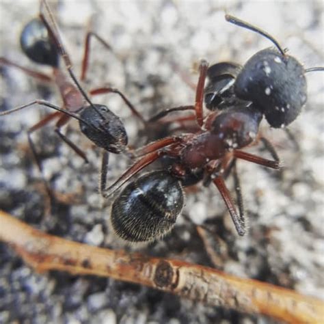 What Size Are Flying Ants