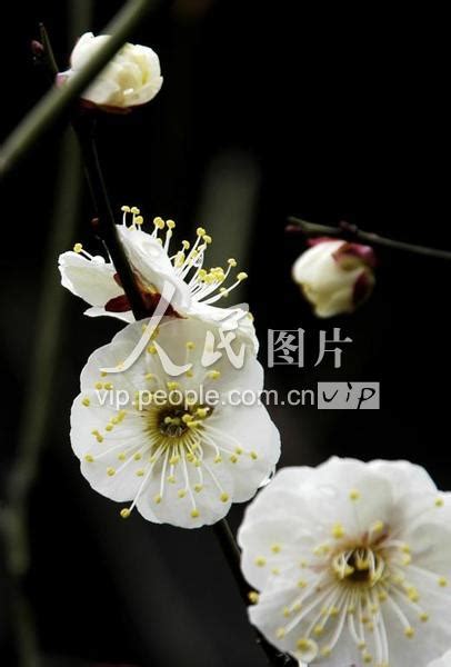 南京古林公园梅花绽放 香飘新春 人民图片网