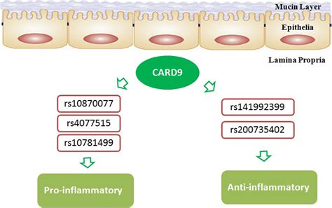 The Multifaceted Role Of CARD In Inflammatory Bowel Disease Luo Journal Of Cellular
