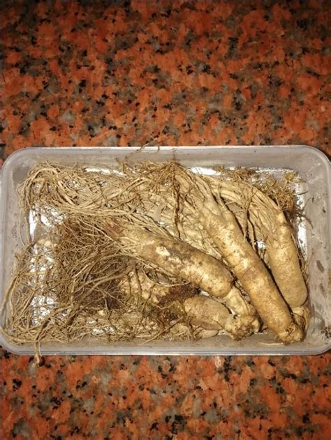 家裏人帶來了鮮人參今晚又有湯喝來個鮮人參雞湯 每日頭條