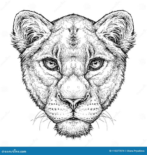 Retrato Dibujado Mano De La Leona Ejemplo Del Vector Aislado En Blanco