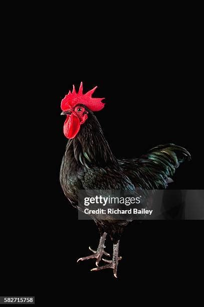 Black Rooster
