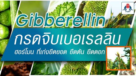 กรดจิบเบอเรลลิน Gibberellic Acid ฮอร์โมนแห่งการยืดของเซลล์พืช ยืดยอด