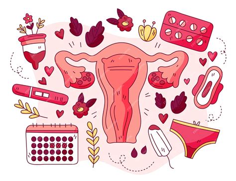 Premium Vector Female Reproductive System Concept