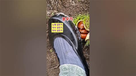 봉우리 김민기 Youtube
