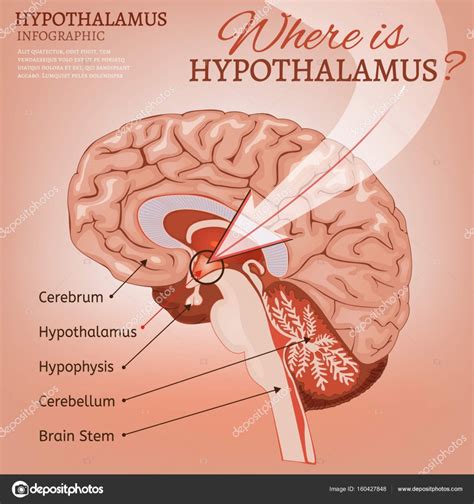 Hypothalamus Vector Image Stock Vector Image By ©annyart 160427848