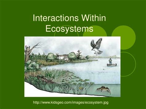 Ppt Interactions Within Ecosystems Powerpoint Presentation Free