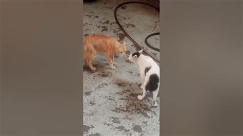 ສຽງແມວ ຮ້ອງ Youtube