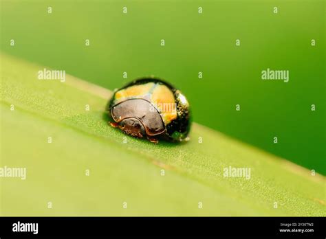 Halmus Chalybeus Commonly Known As The Steelblue Ladybird Is A