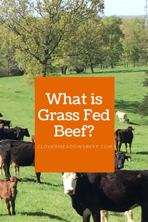 What Is Grass Fed Beef Clover Meadows Beef Grass Fed Beef St Louis