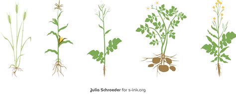 Crops And Cover Crops Collection S Ink · Accessible Science Graphics