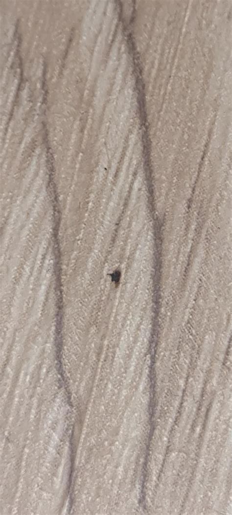 Bed Bug Droppings Rbedbugs