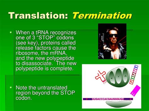 Dna The Genetic Material The Genetic Material Ppt Download