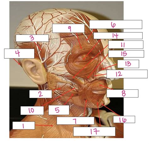 Lab Practical Part 3 Diagram Quizlet