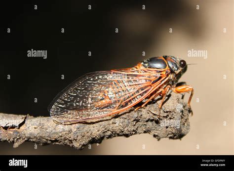 Cicadas Anatomy