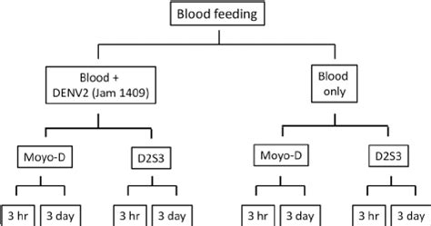 Experimental Design Of Sample Preparation For The Microarray Download Scientific Diagram