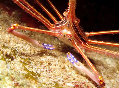 Yellowline Arrow Crab Stenorhynchus Seticornis Nassau Bahamas Photo 12 Tropical Reefs