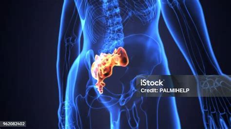 블루 백본 Anatomy 인간의 골격 해부학의 부분의 3d 렌더링 건강관리와 의술에 대한 스톡 사진 및 기타 이미지 건강
