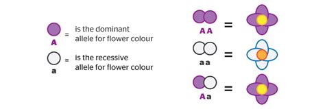 Genetics Ms Ashs Science Website